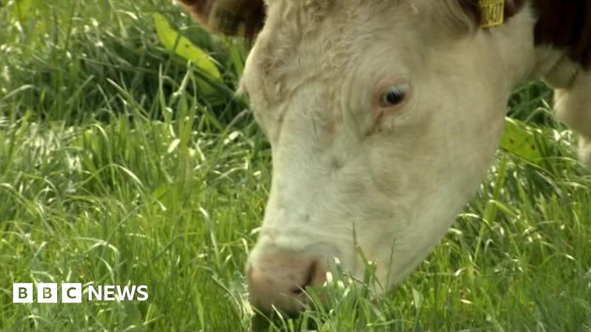 Woman injured in cow attack calls for better protection - BBC News