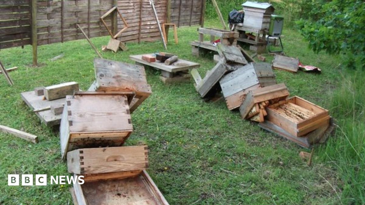 Cambridgeshire bee vandal kills "thousands" in hive attack - BBC News