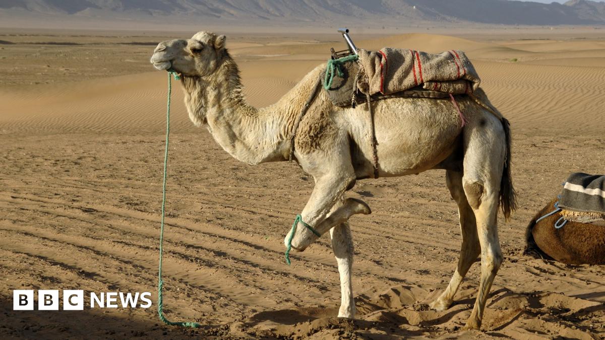Camel infection 'led to Mers death' - BBC News
