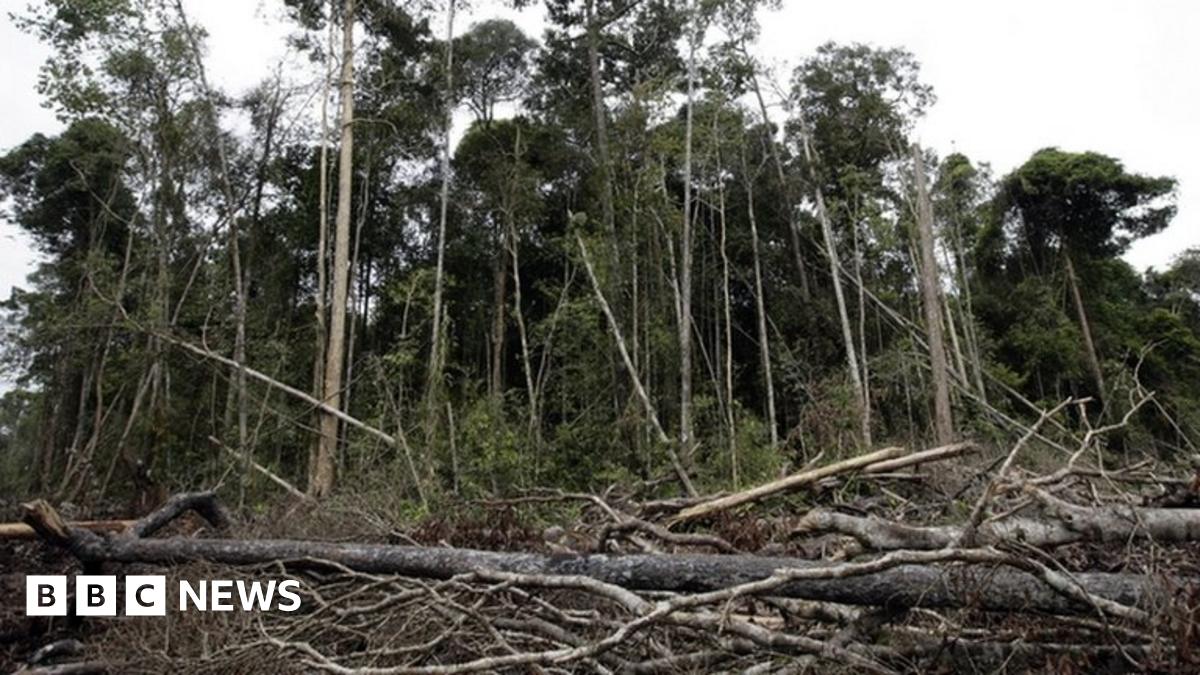 UN: World's forests fundamental to human well-being - BBC News