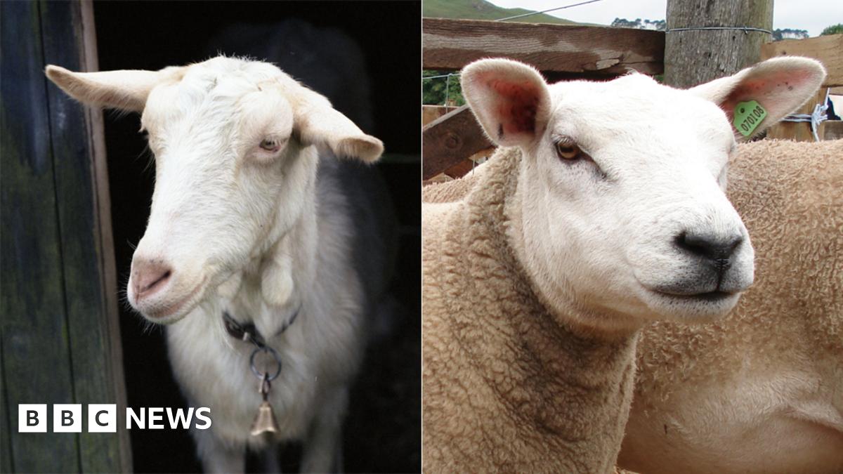 DNA shows sheep split from goats four million years ago - BBC News