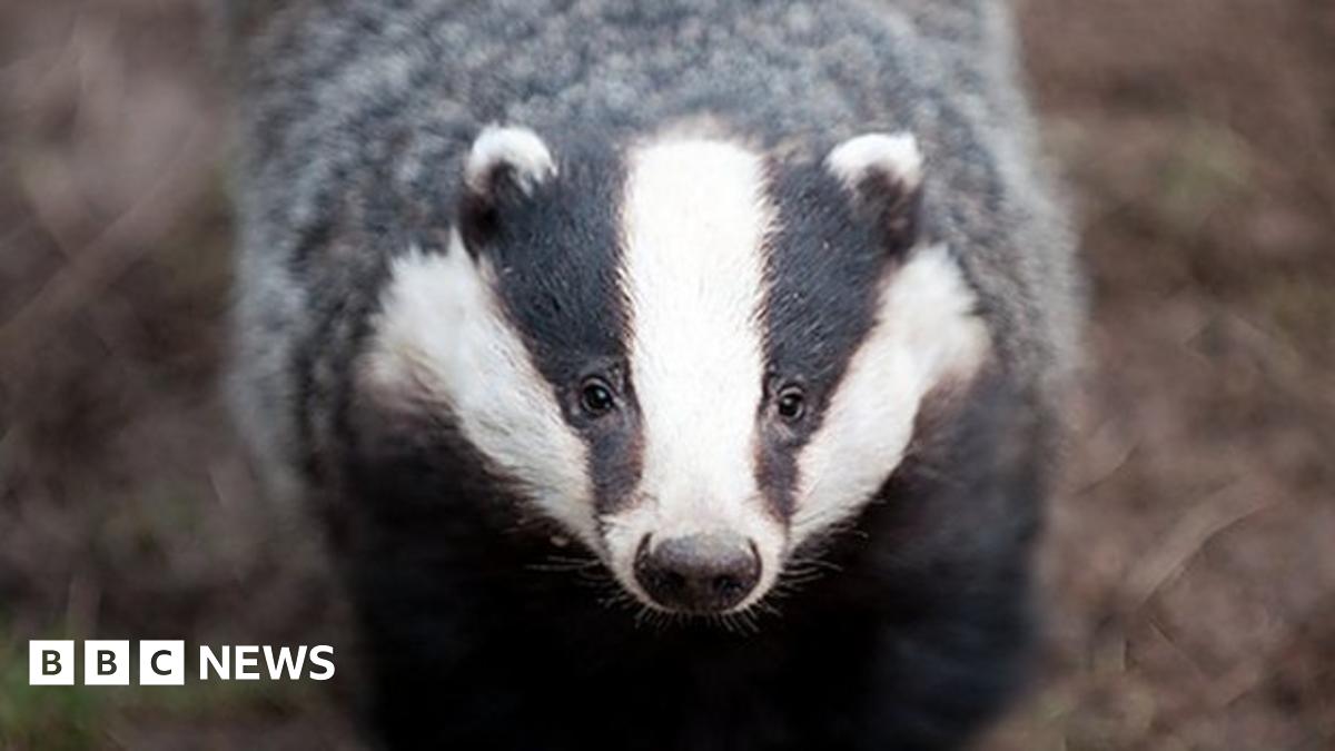 Small-scale badger culls may boost spread of cattle TB - BBC News