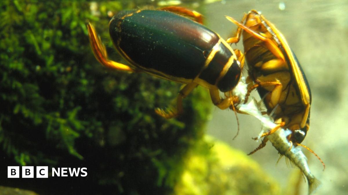 Diving beetle's sticky underwater mating secret - BBC News