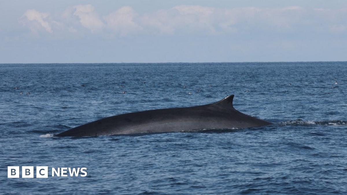 Fin whale group spotted 60 miles off Pembrokeshire coast - BBC News