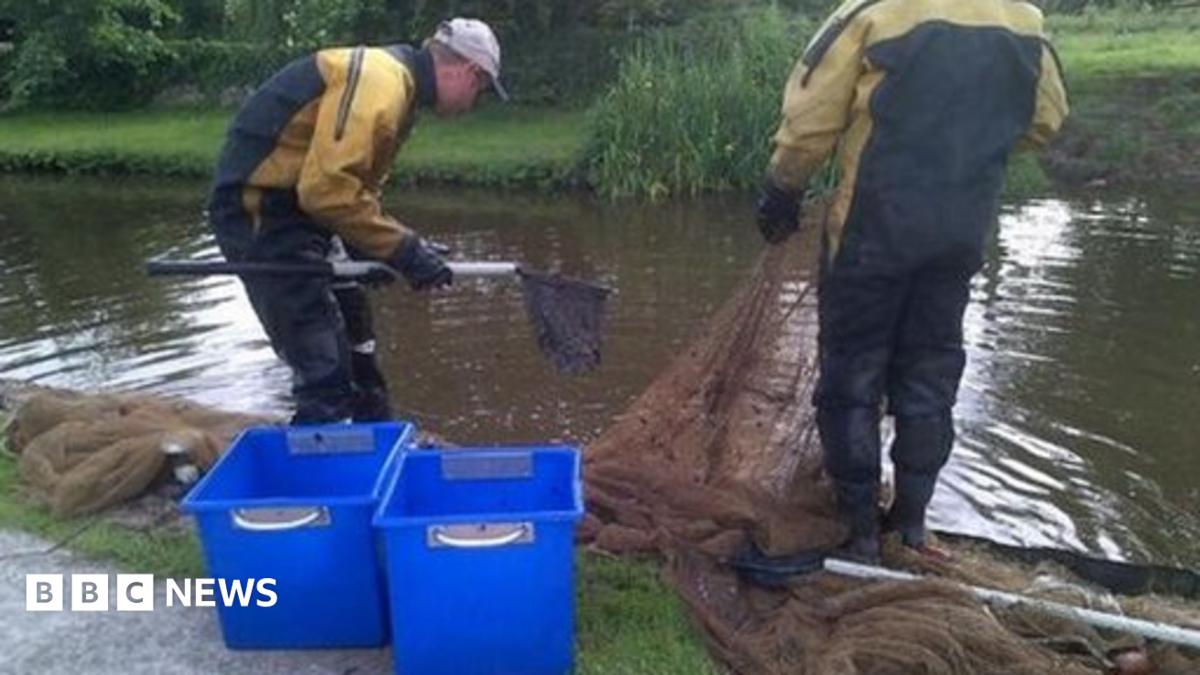 Fish found dead in Trent and Mersey canal in Stone - BBC News