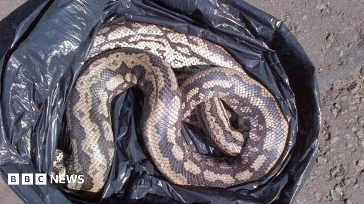 Scottish SPCA appeal over 8ft dead snake found in Airdrie - BBC News