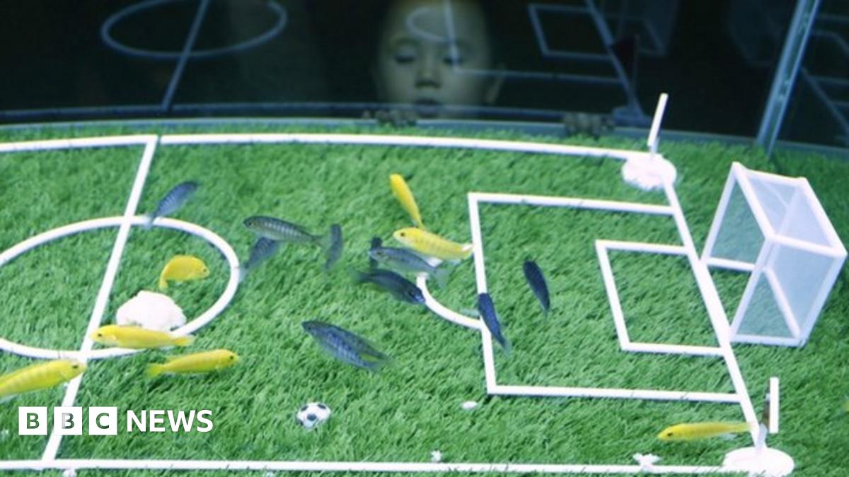 Caption Challenge: Liquid football - BBC News