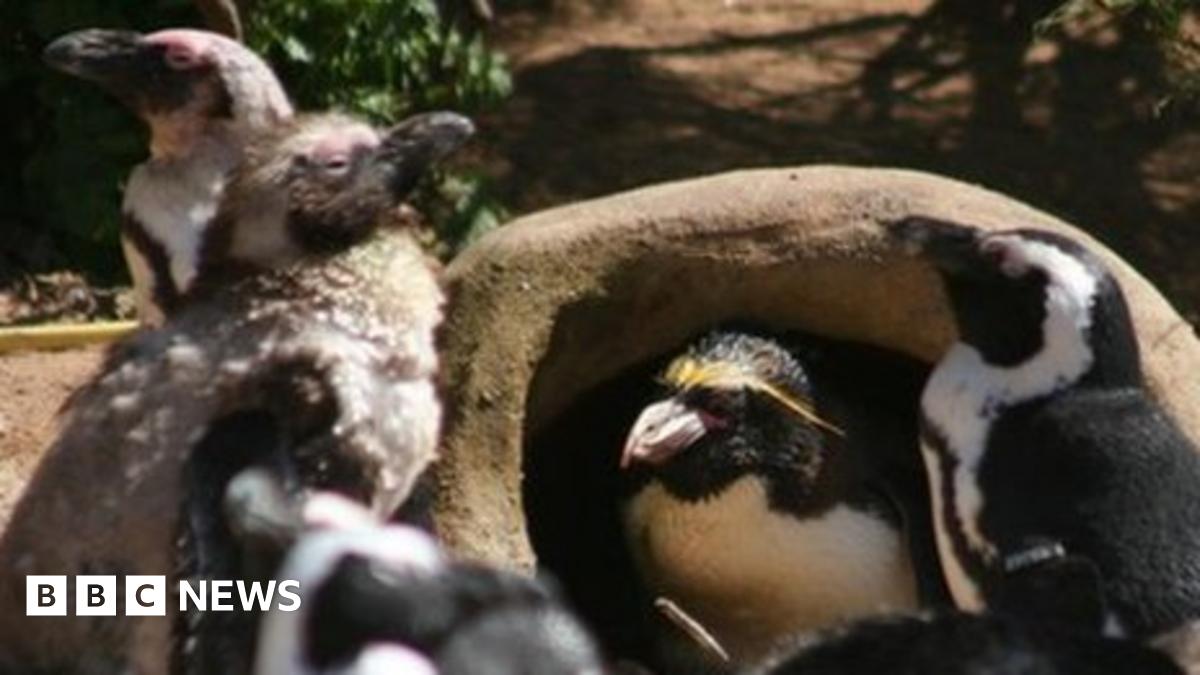 Penguins switch Torquay zoo breeding site after 'squabble' - BBC News