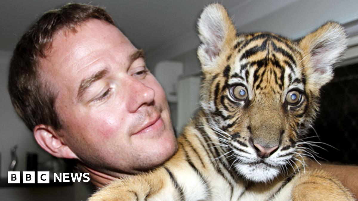 The real tigers who came to tea - and stayed over - BBC News
