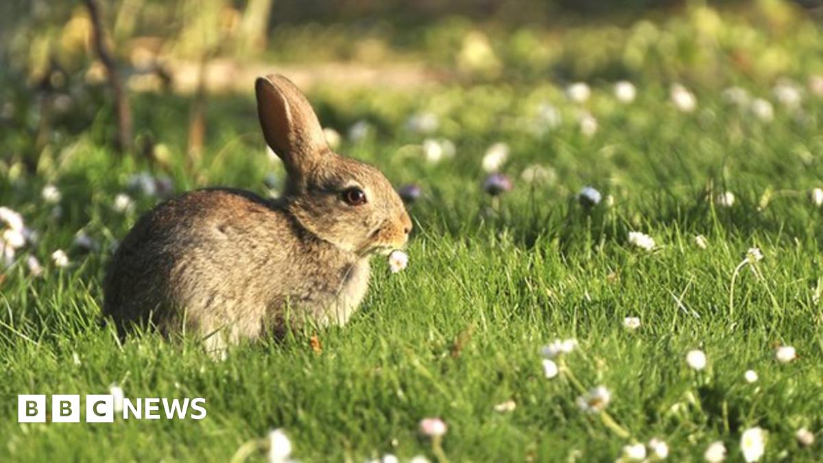 What is the law on killing rabbits in your garden? - BBC News