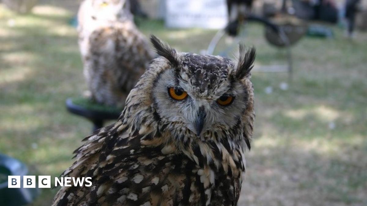Labour calls for 'owl for everyone' after Twitter hack - BBC News