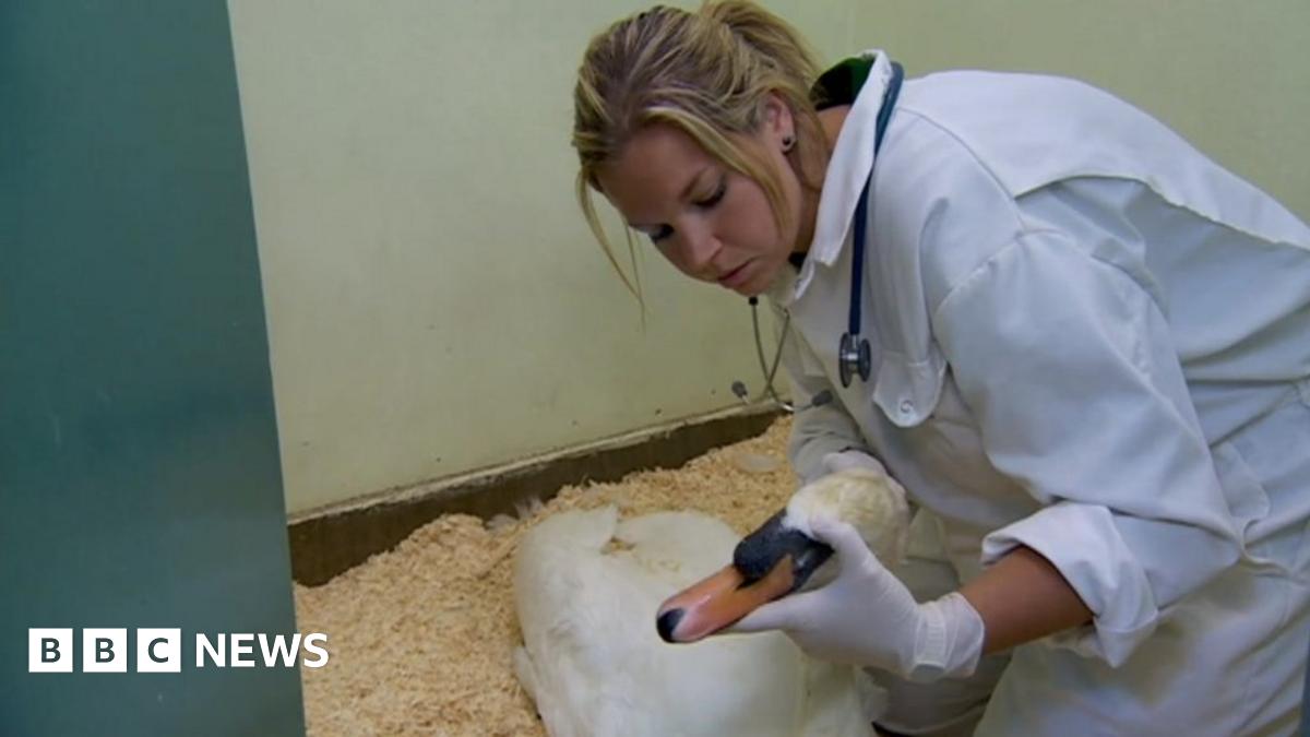 Swan shot with crossbow has operation to help it breathe - BBC News