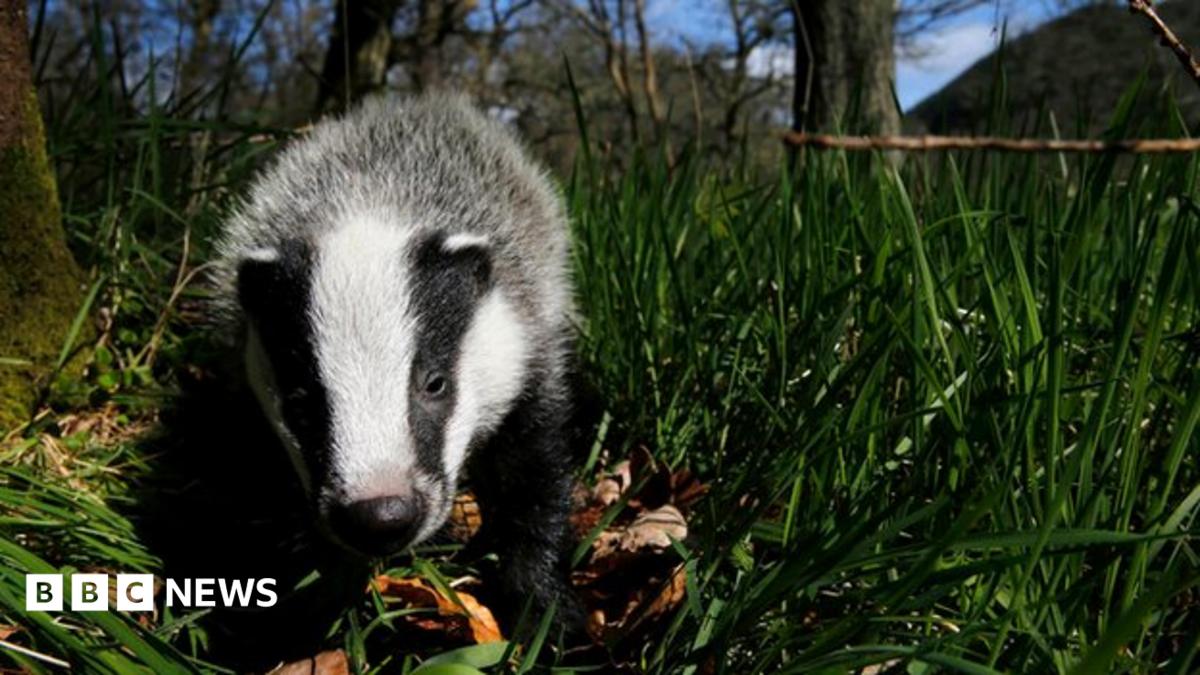 Badgers may not spread TB to cattle through direct contact - BBC News