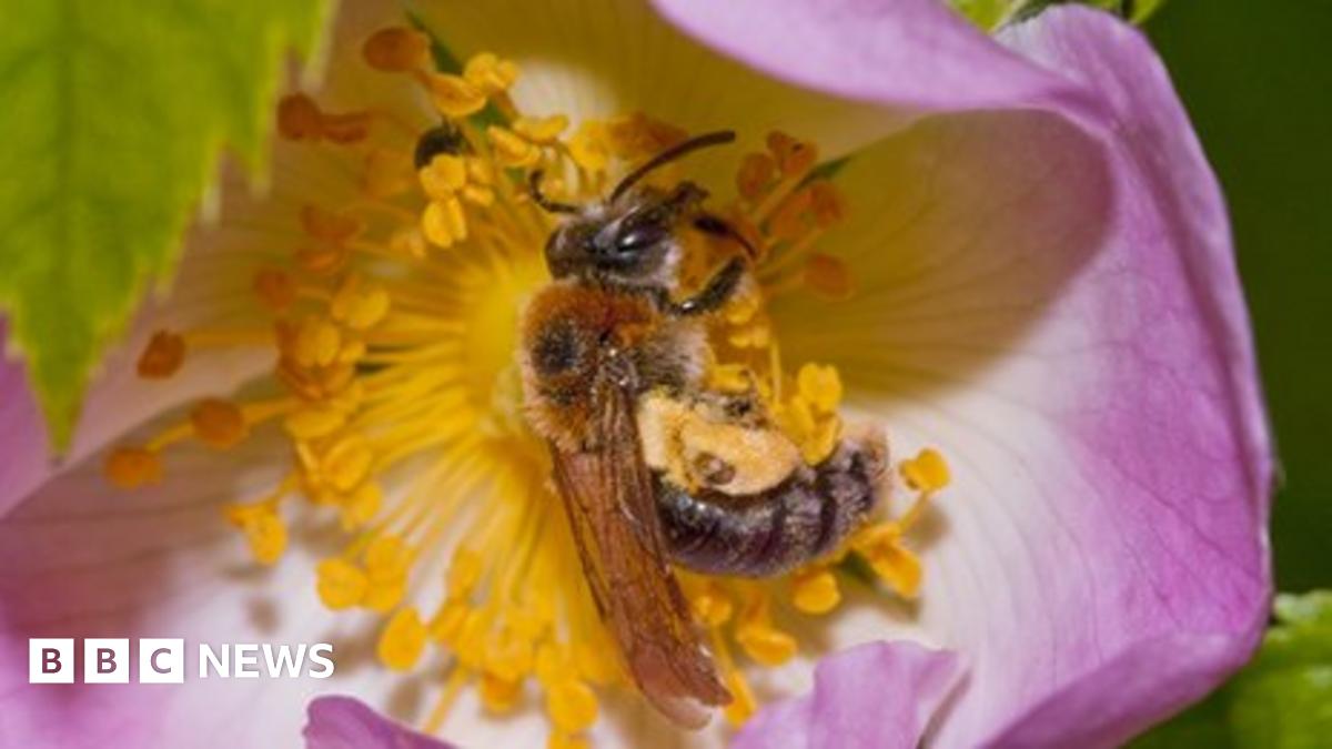 Widespread impacts of neonicotinoids 'impossible to deny' - BBC News