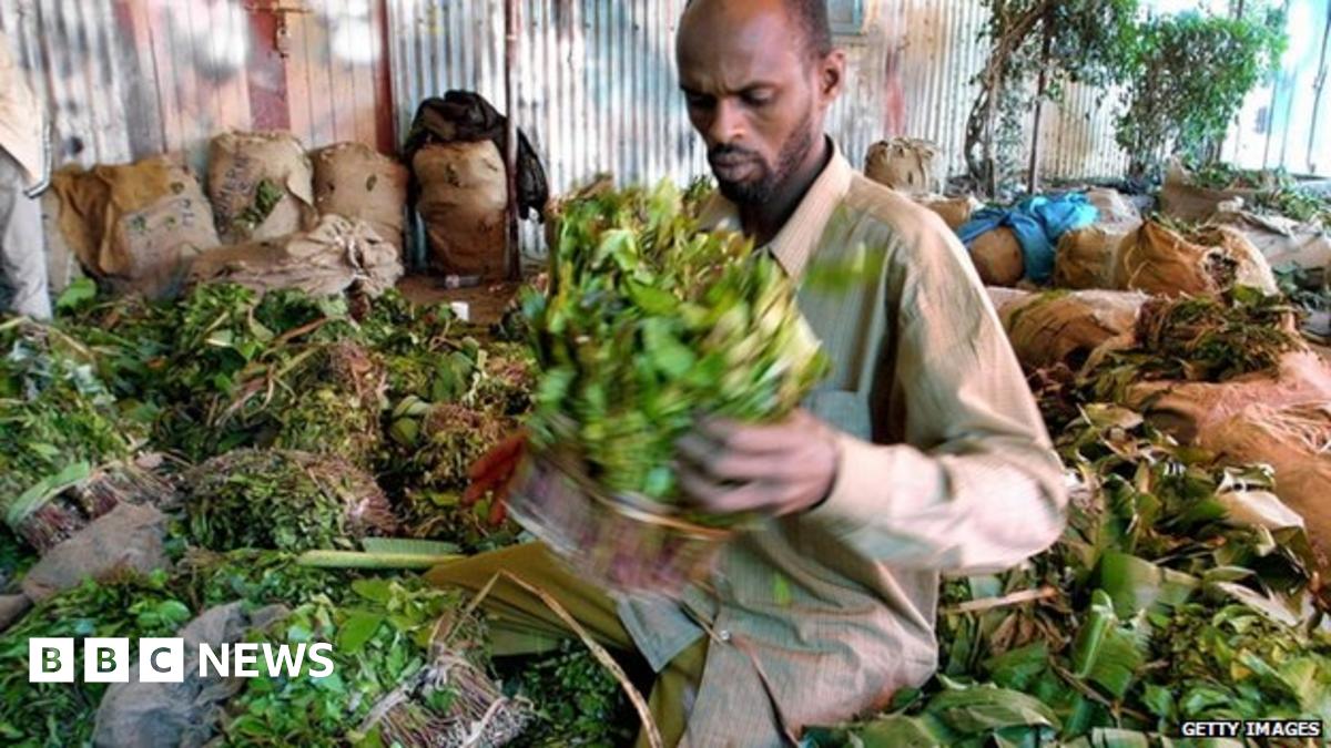 Stimulant khat banned as illegal class C drug in UK - BBC News