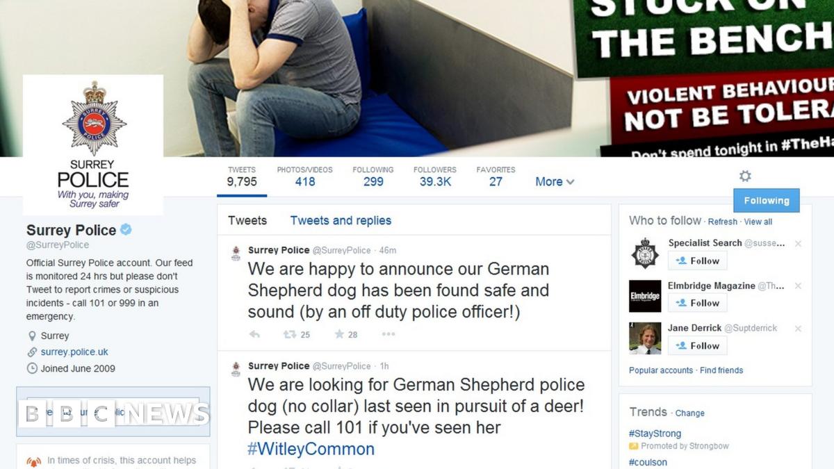 Surrey police dog turns fugitive chasing deer on Witley Common - BBC News