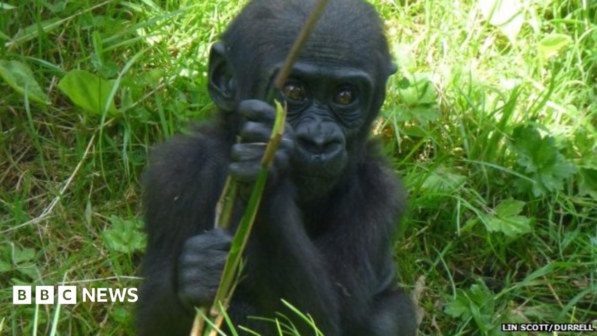 Jersey gorilla Indigo named Island Games mascot - BBC News