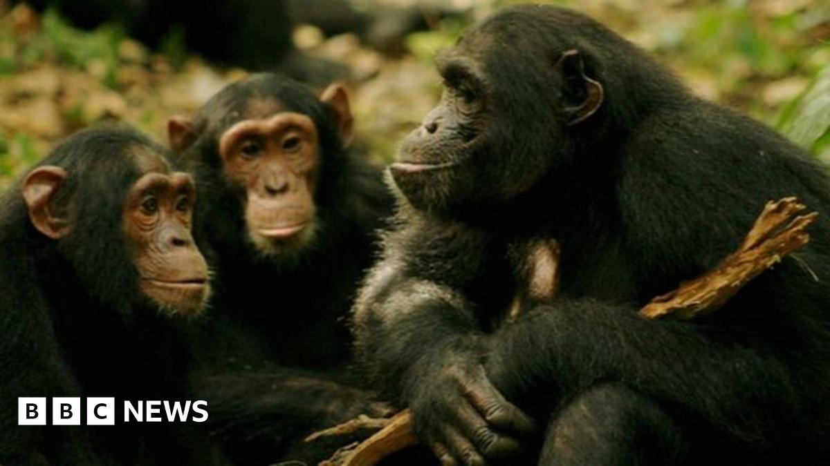 Chimpanzee language: Communication gestures translated - BBC News