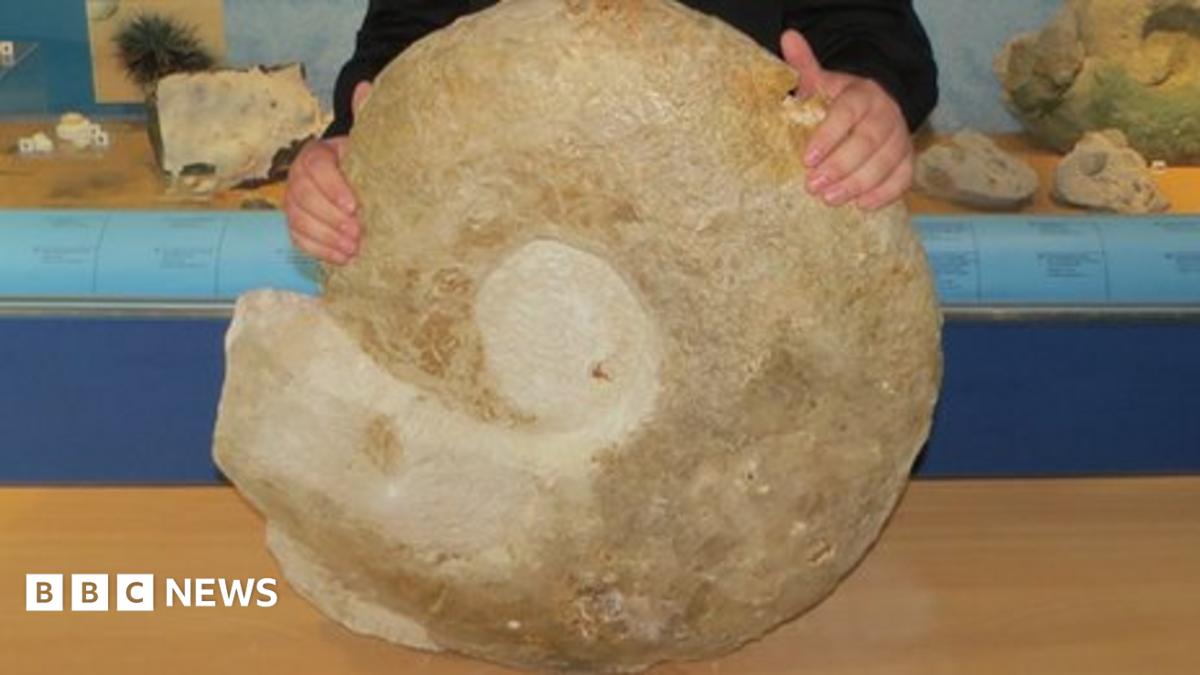 Giant ammonite goes on display on Isle of Wight - BBC News