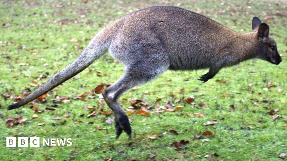 York escaped Wallaby found by North Yorkshire Police - BBC News
