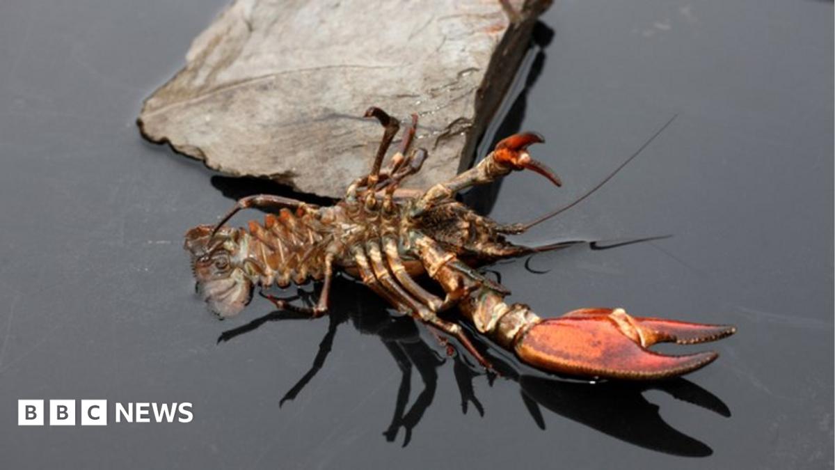 Loch Ken crayfish dangers explained - BBC News