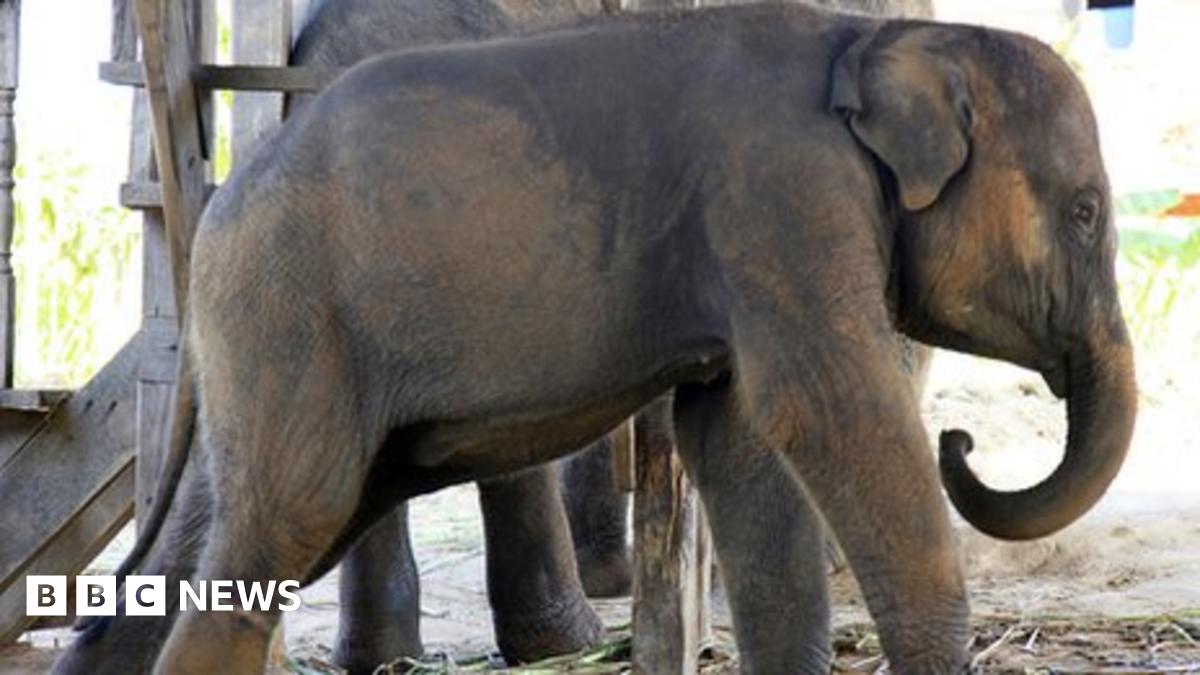 Cruel trade in Asian elephants threatens survival - report - BBC News
