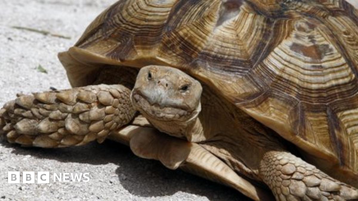 Uganda: Police officer shoots 'aggressive' tortoise - BBC News