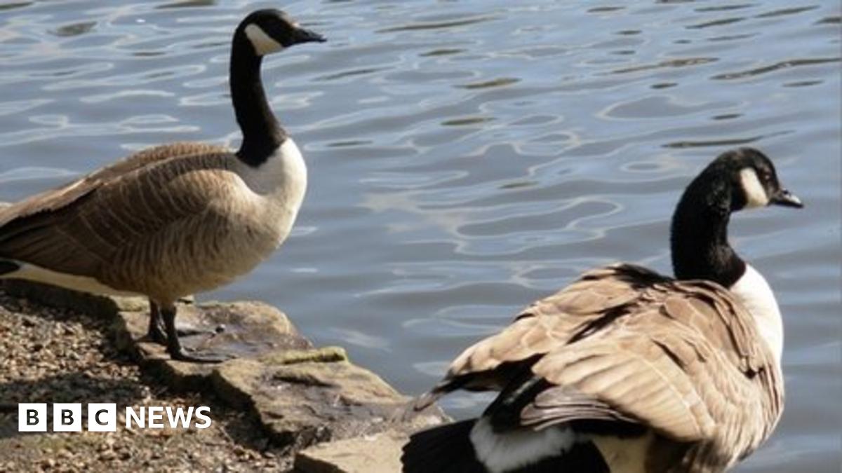 United Utilities defends bird cull for biting staff - BBC News