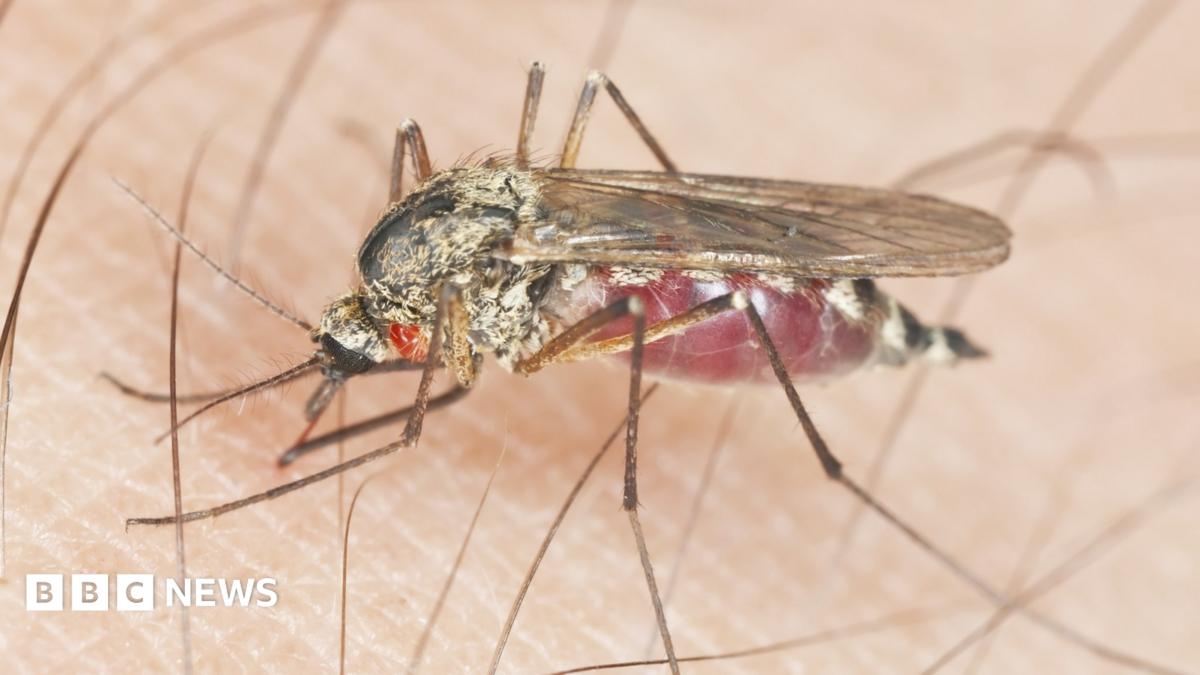 Malaria parasite 'gets down to the bone' - BBC News