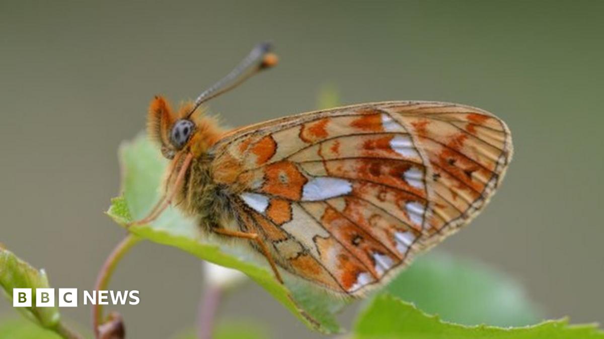 Rare butterflies have 'stronghold' at Marsland, Devon - BBC News