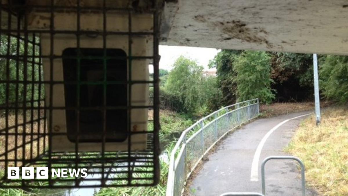 Nahid Almanea: CCTV near Colchester murder spot 'not working' - BBC News