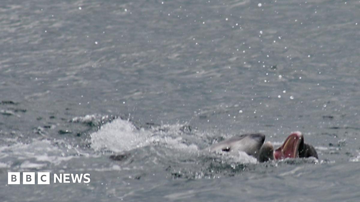 Dolphin attacks on Cardigan Bay porpoises baffle experts - BBC News