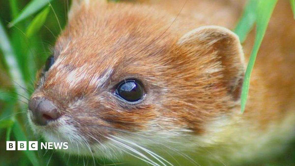 New Zealand fights 'plague' of stoats and rats - BBC News