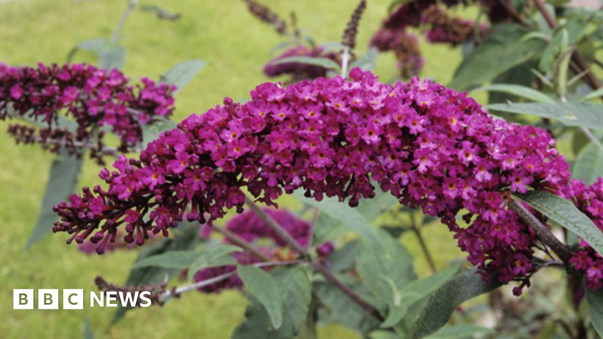 Buddleia: The plant that dominates Britain's railways - BBC News