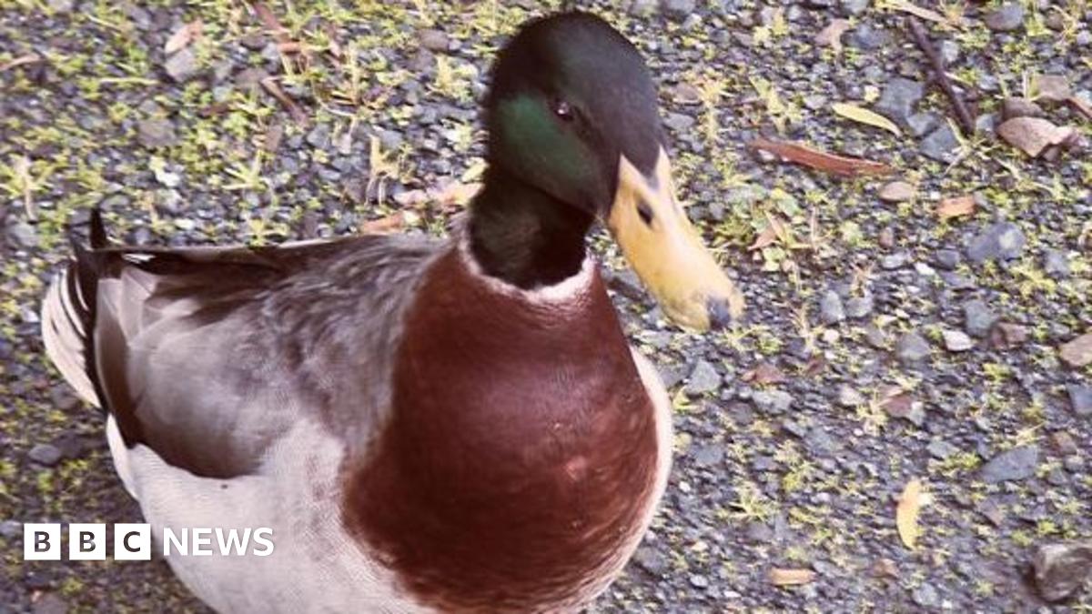 RSPCA in Halstead duck attack investigation - BBC News