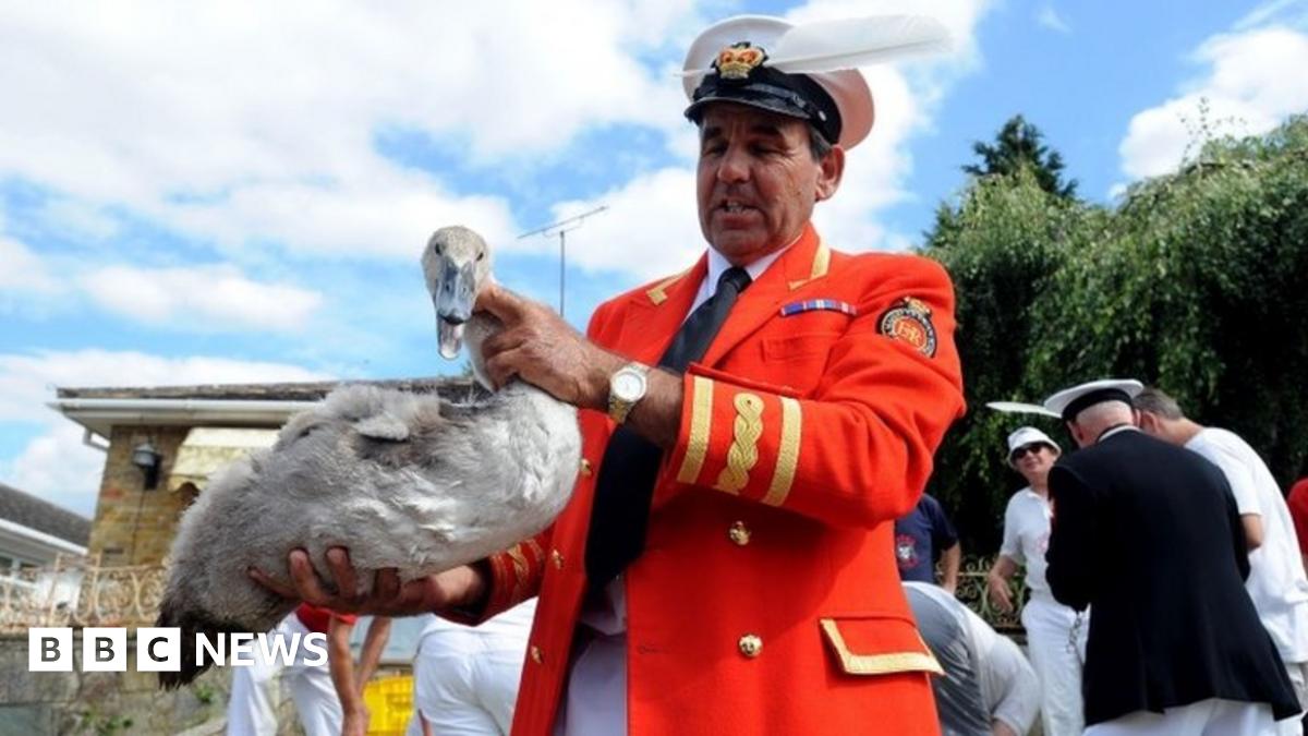 Swan numbers on River Thames down after shootings - BBC News