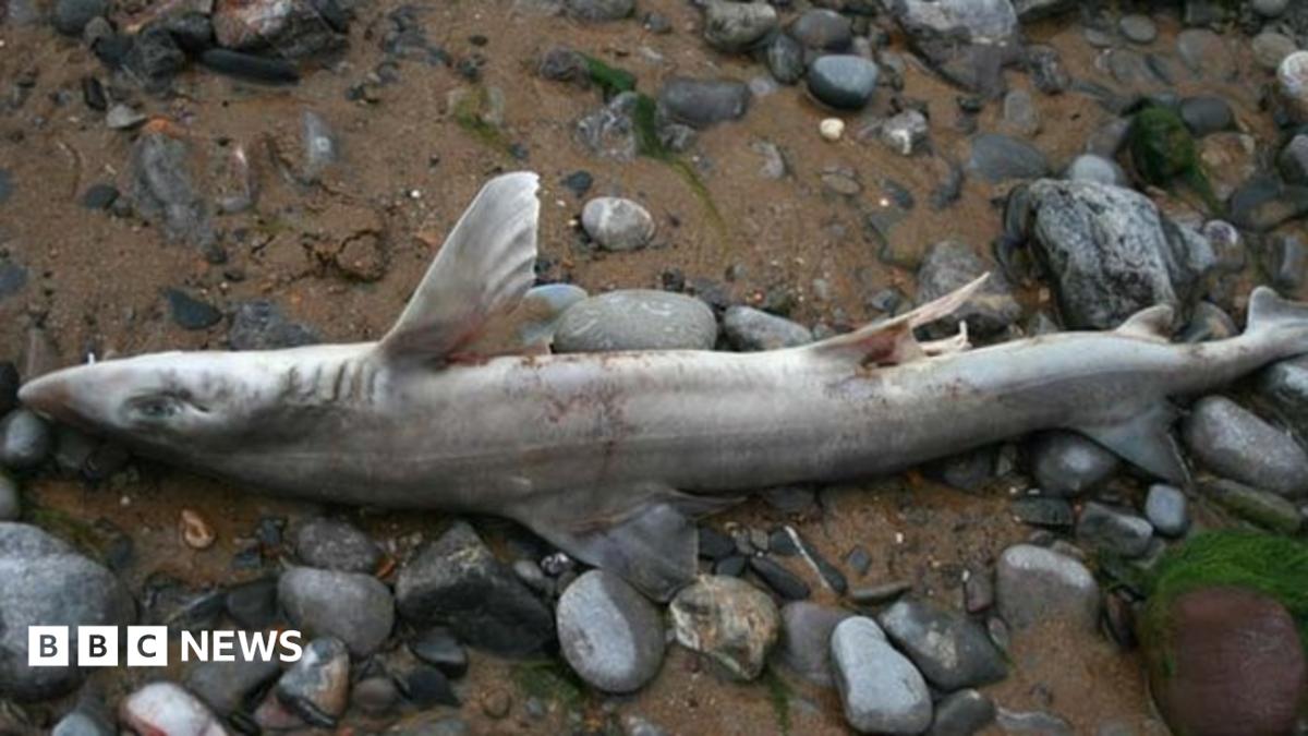 55 dead sharks on Pwll du beach, Gower, 'horrific' - BBC News