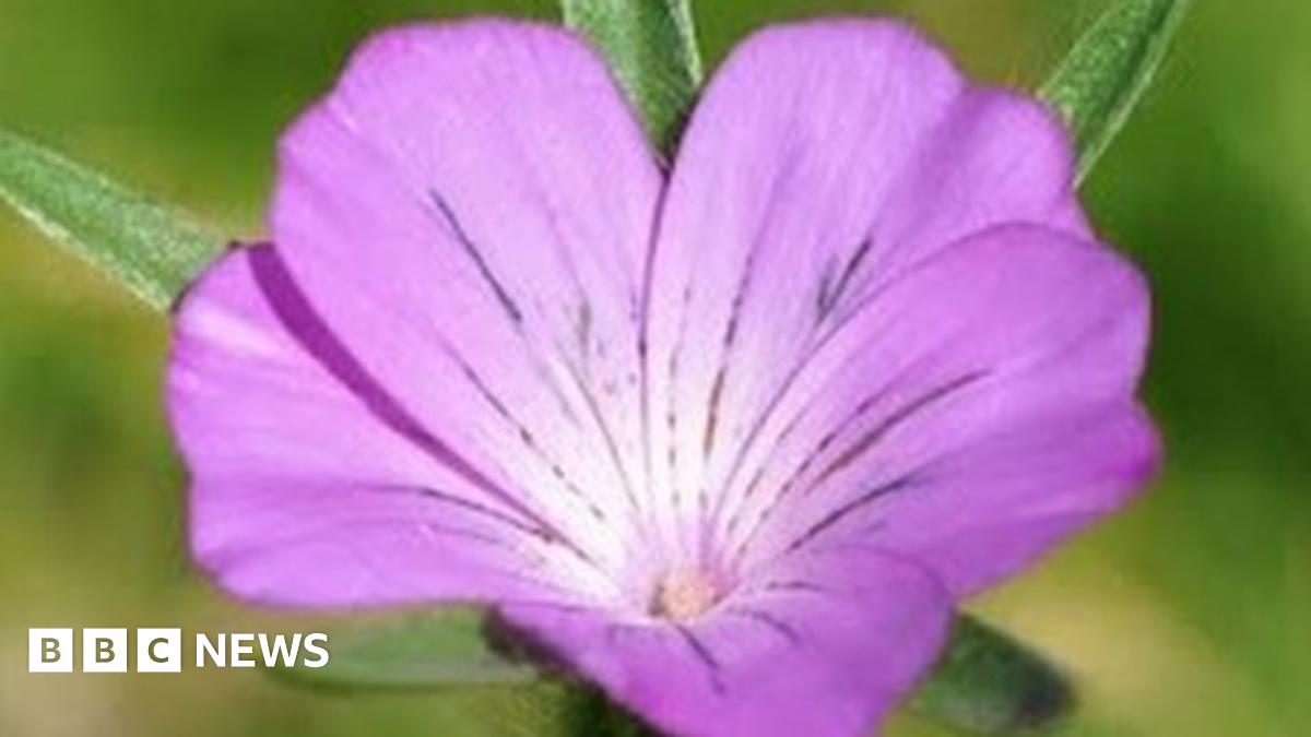 'Extinct' corncockle flower found near Souter Lighthouse - BBC News
