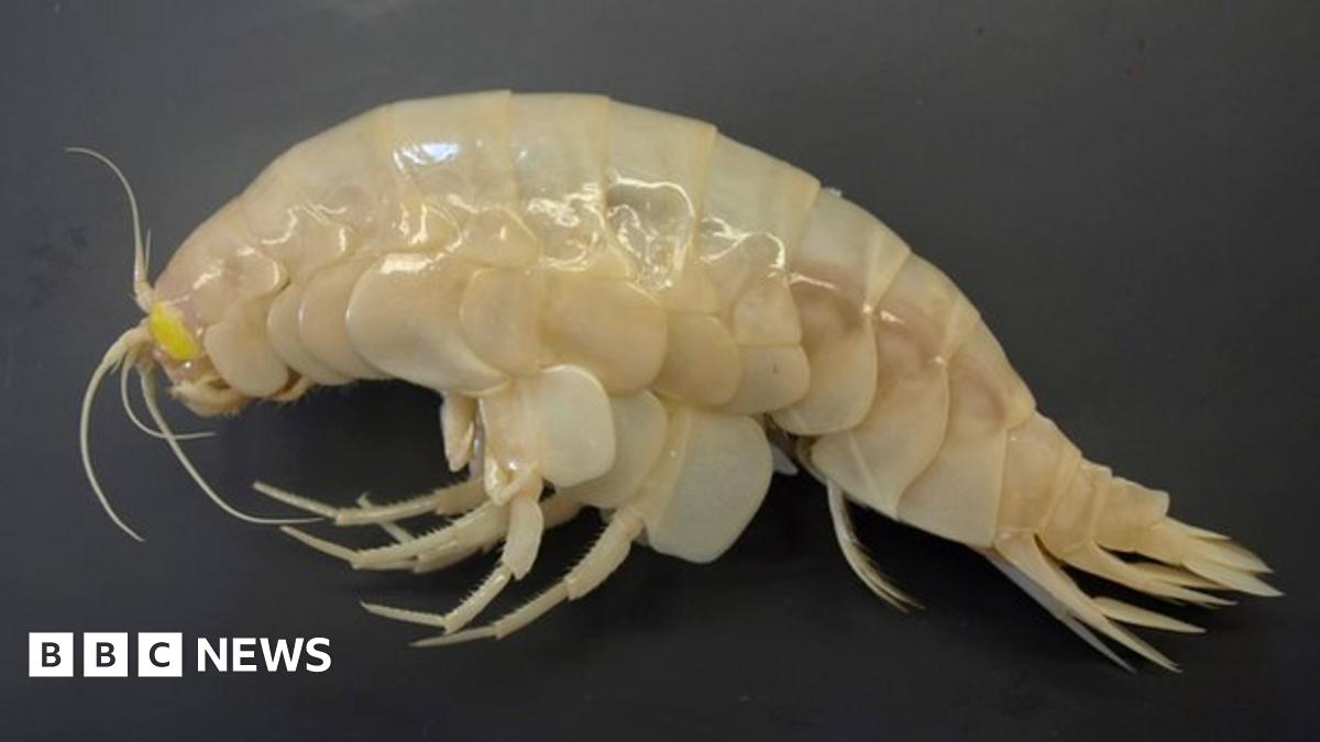 Pushing frontiers of deep sea exploration - BBC News