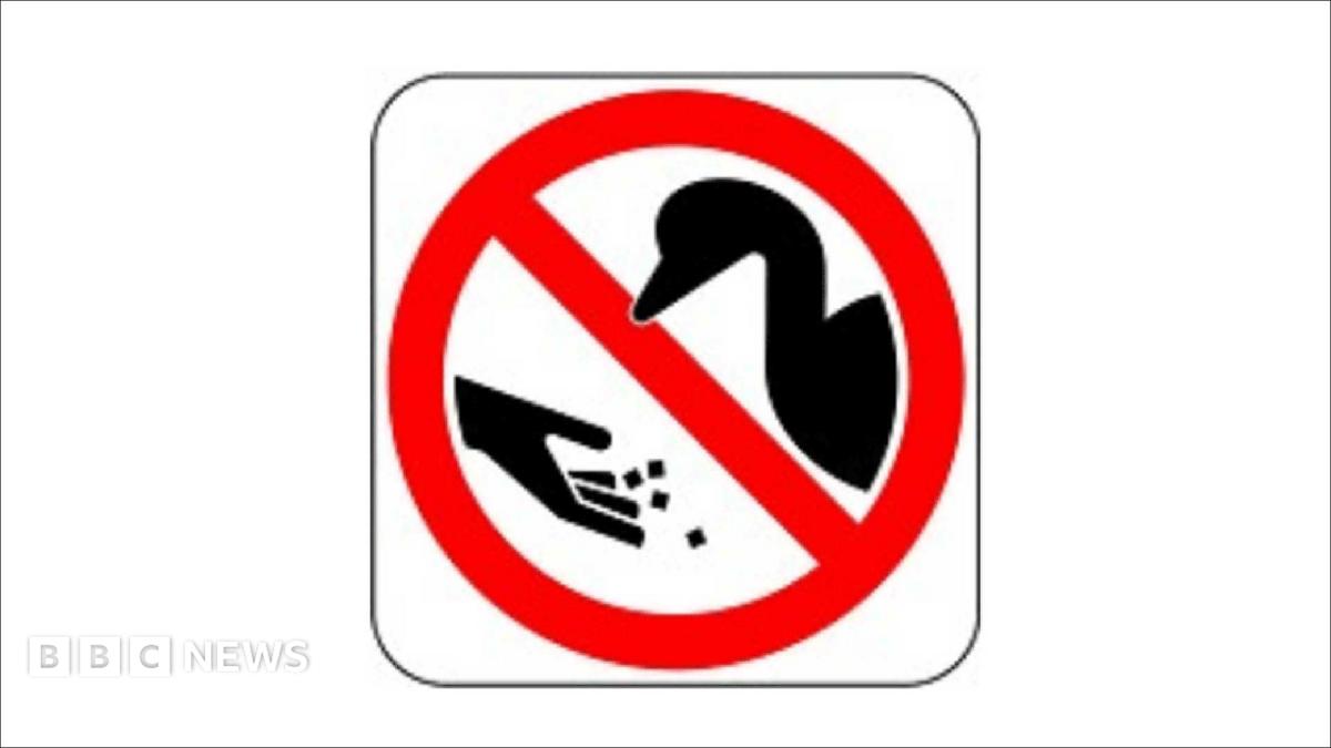 Council rows with Devon 'swan man' about feeding birds - BBC News