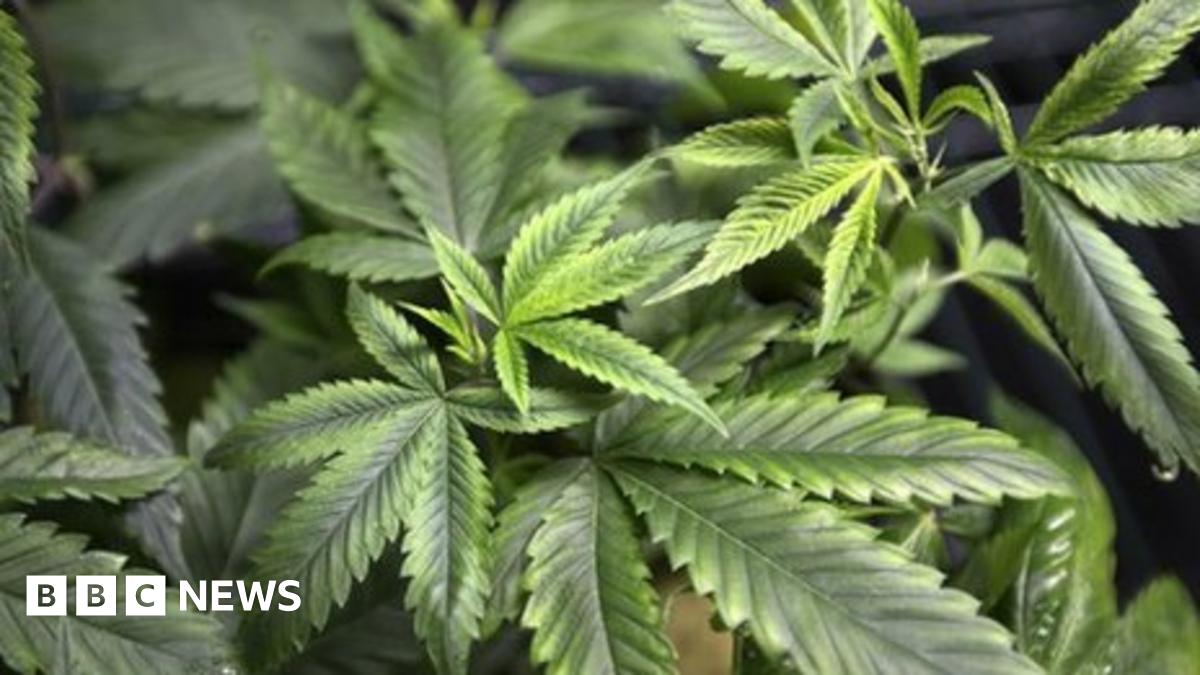 Cannabis doubles the risk of paranoia, suggests study - BBC News