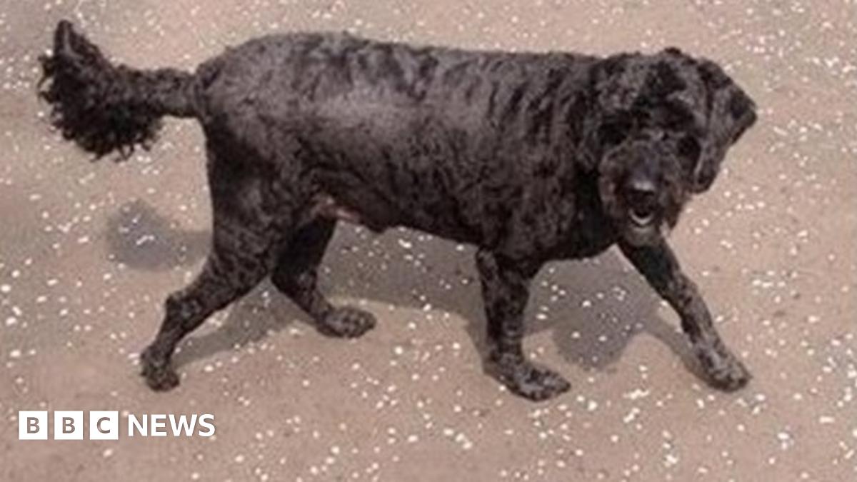 Car theft dog Murphy found tied to pole in Bishopbriggs - BBC News