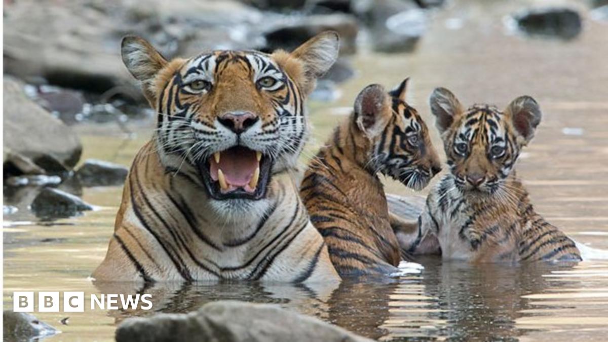 Andy Rouse captures tiger cub photos in Indian heat - BBC News