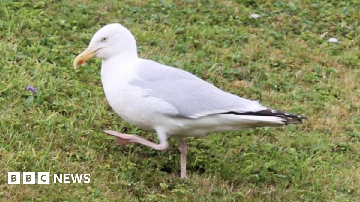 Seagull-proof sack call to avoid 'annual menace' - BBC News