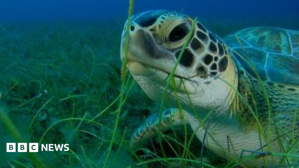 Green sea turtle migrates huge distance in Indian Ocean - BBC News