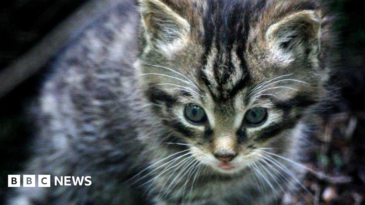 Six Scottish wildcat conservation areas identified - BBC News