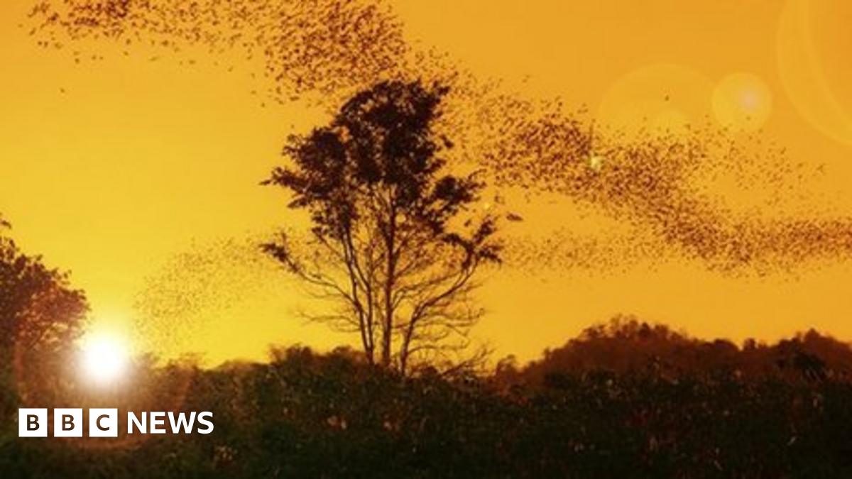 Bats 'fly by polarised light' - BBC News
