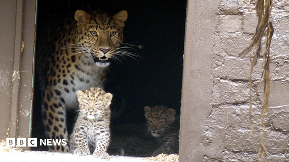 Two rare Amur leopards born at Twycross Zoo in Leicestershire - BBC News