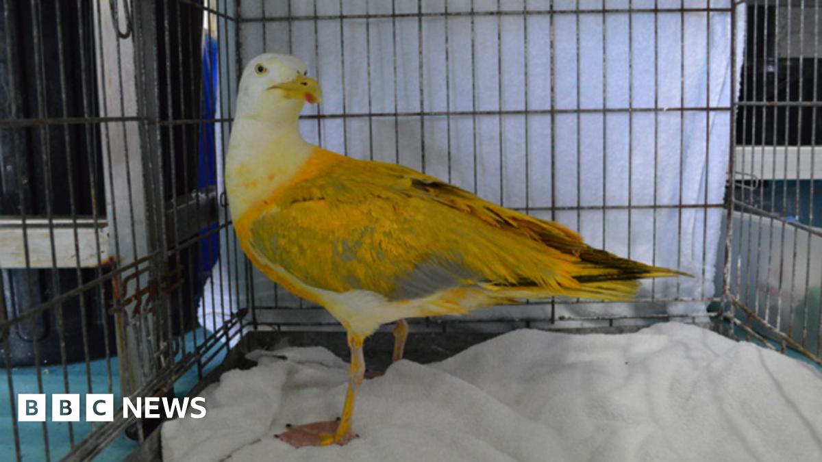 Scarborough seagull saved after being covered in yellow paint - BBC News