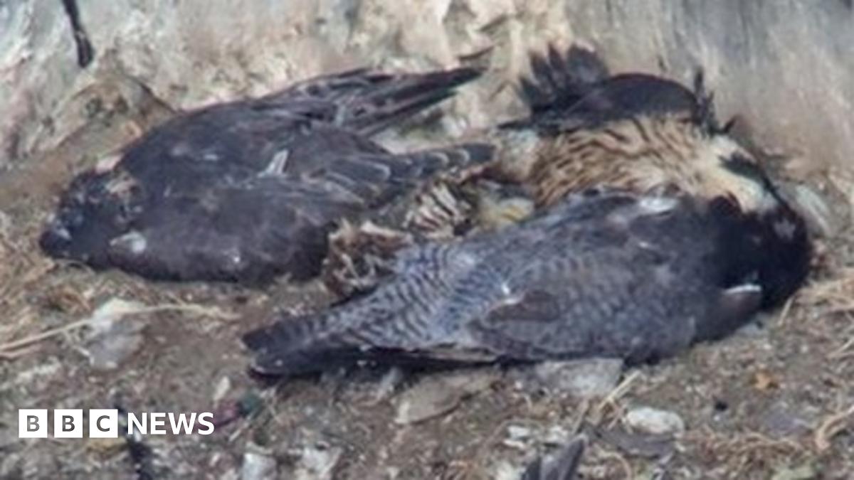 Four peregrine falcons found dead at Dyffryn Nantlle - BBC News